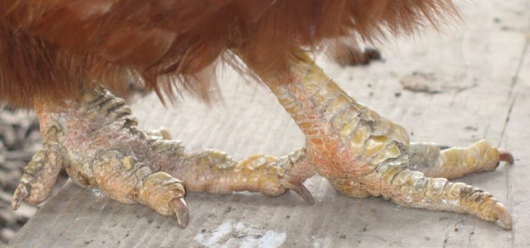 Early Signs of Scaly Leg Mites and Treatment Options - AvianVets.org