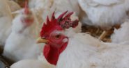 Fowl Pox Signs, Symptoms, and Treatment - AvianVets.org