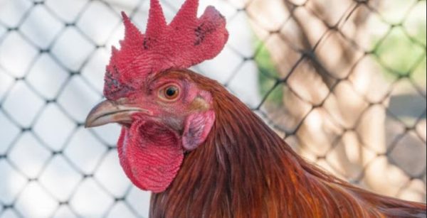 Fowl Pox Signs, Symptoms, and Treatment - AvianVets.org