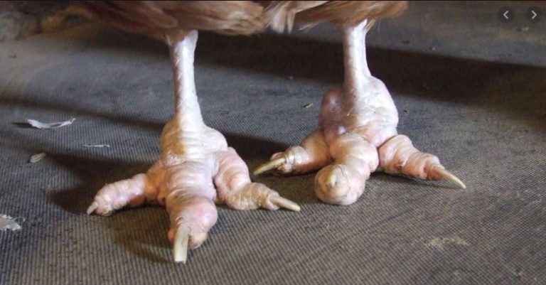 What Is Bumblefoot and How Do You Treat It? - AvianVets.org