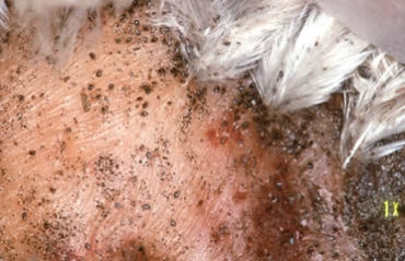 How to Get Rid of Feather Mites on Chickens - AvianVets.org