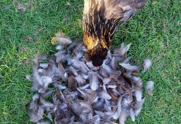 Feather Picking Versus Molting: How to Tell the Difference - AvianVets.org