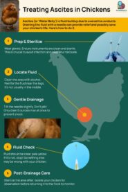 Treating Ascites or ‘Water Belly’ in Chickens - AvianVets.org