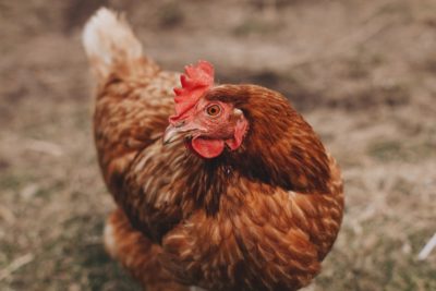 Treating Ascites or ‘Water Belly’ in Chickens - AvianVets.org