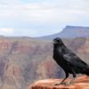 How to Attract Crows to Your Yard (And Why You Should!) - AvianVets.org