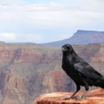How to Attract Crows to Your Yard (And Why You Should!) - AvianVets.org