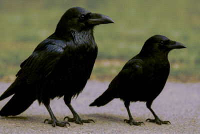 How to Attract Crows to Your Yard (And Why You Should!) - AvianVets.org